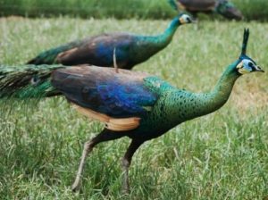 Pavo real verde » PAVOREALPEDIA